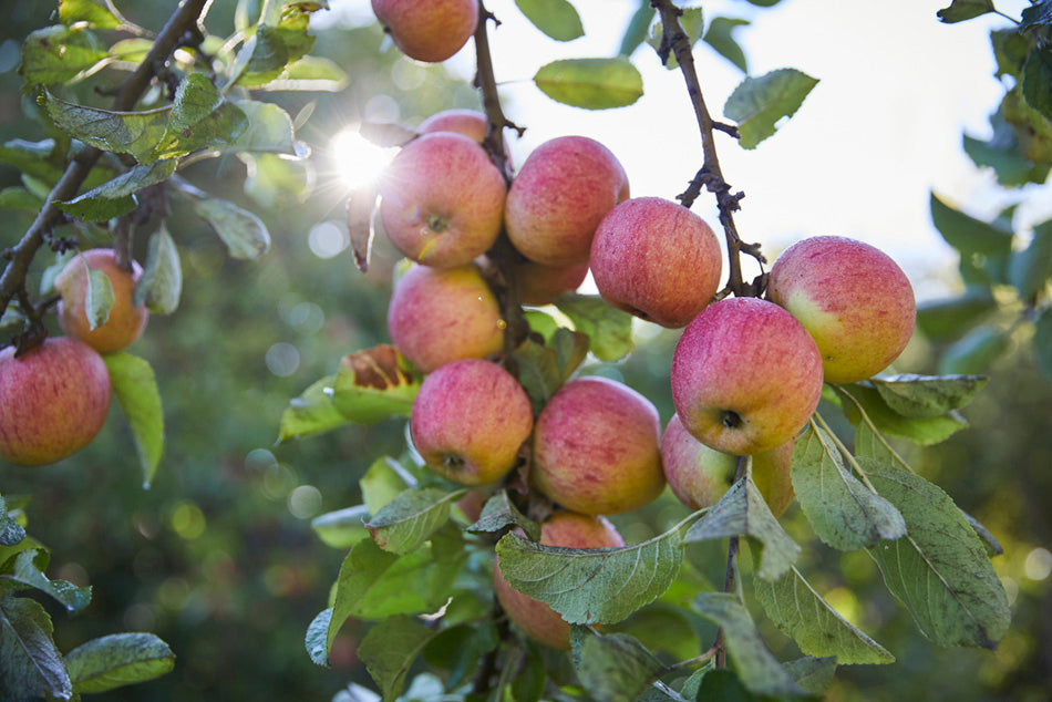 Über uns – Kernobstmanufaktur Kneese